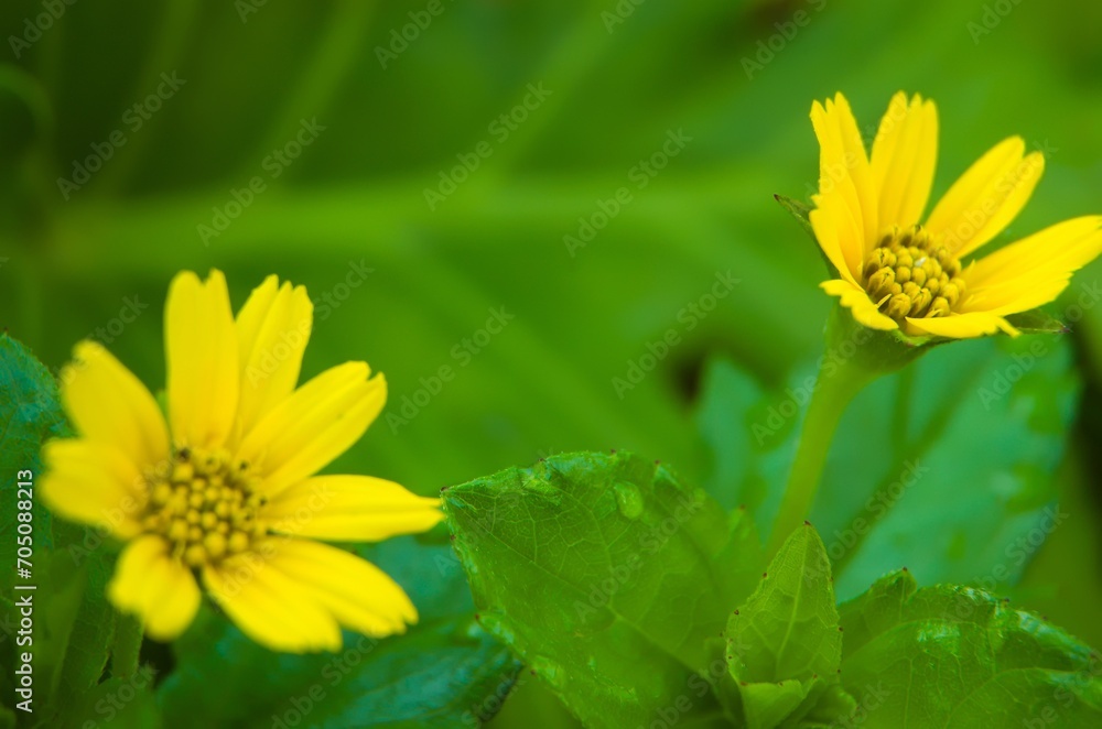 Wedelia flower (Sphagneticola Trilobata). wild plants that live in ...