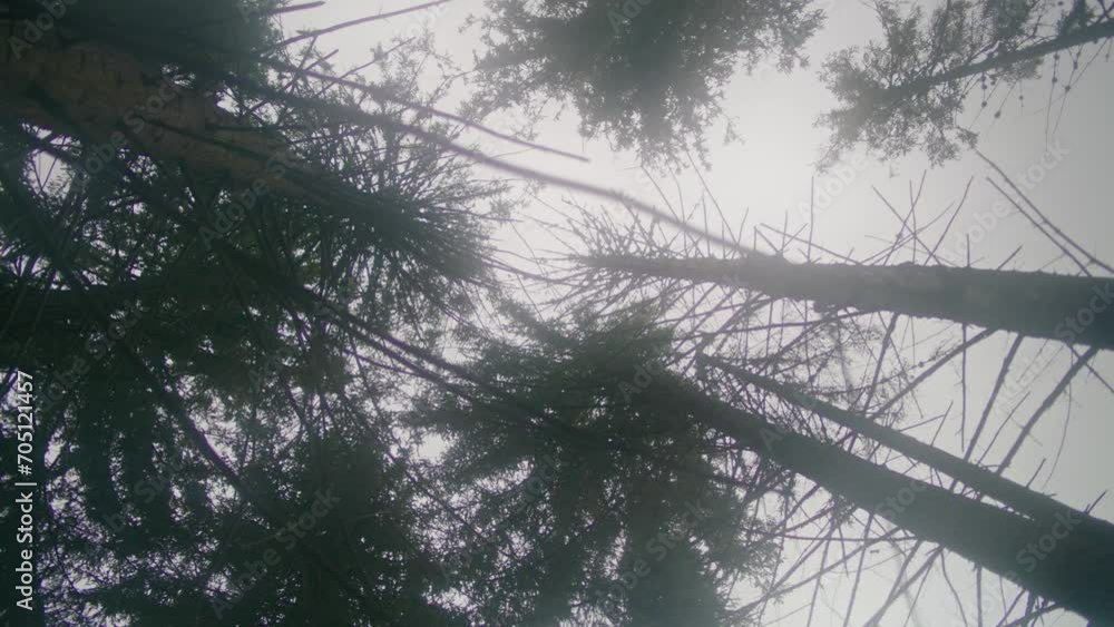 Low angle shot of crowns of evergreen coniferous trees growing in ...