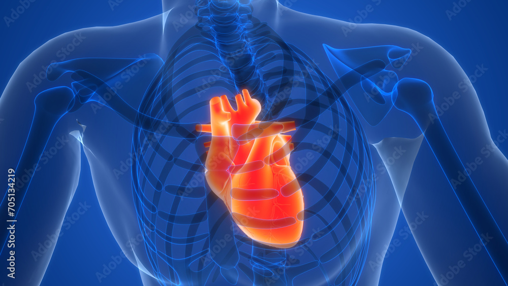 Human Circulatory System Heart Anatomy Stock Illustration | Adobe Stock