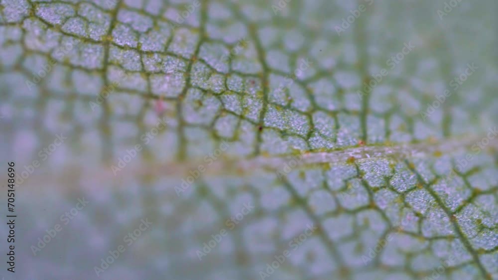 The surface of the sheet at high magnification. The venation of the ...
