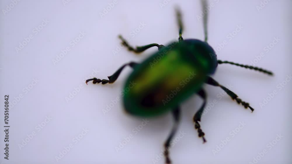 Vidéo Stock Defoliator, Tansy Beetle (Chrysolina graminis feeds on ...