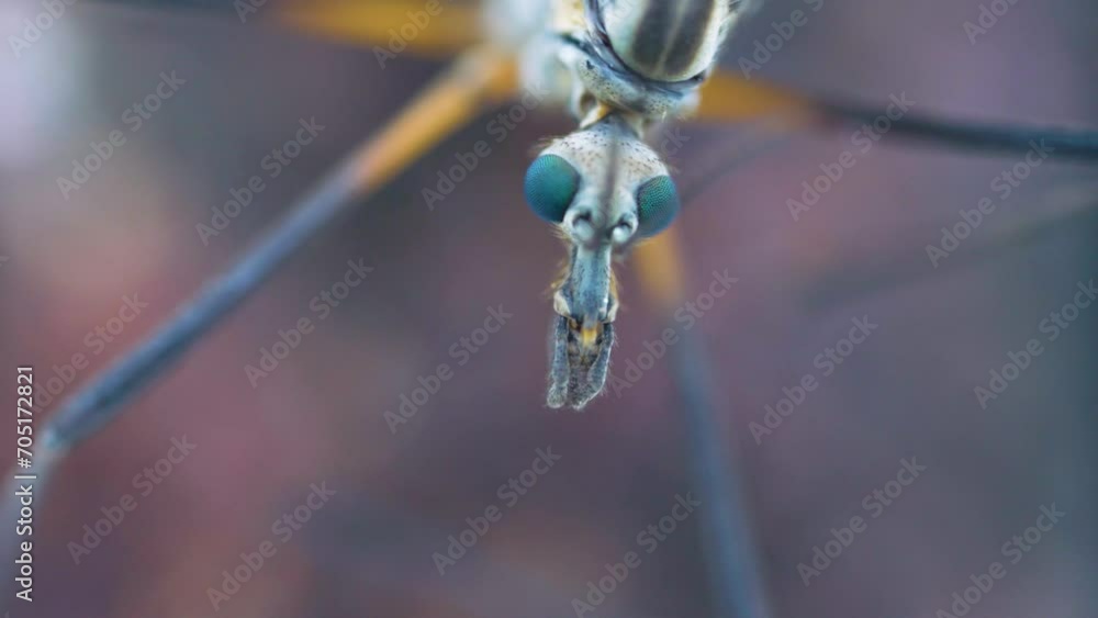 Vidéo Stock Grandfather-long-legs (Tipula) natural portrait, This ...