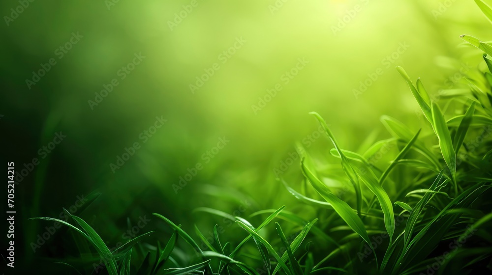 elegant and fresh Product background image, green, simple and advanced ...