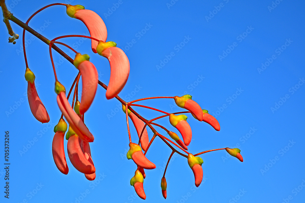 ceibo flower, the national flower of Argentina Stock Photo | Adobe Stock