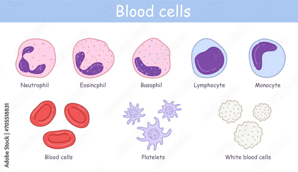 Vector diagram of blood composition. Educational illustration Stock ...