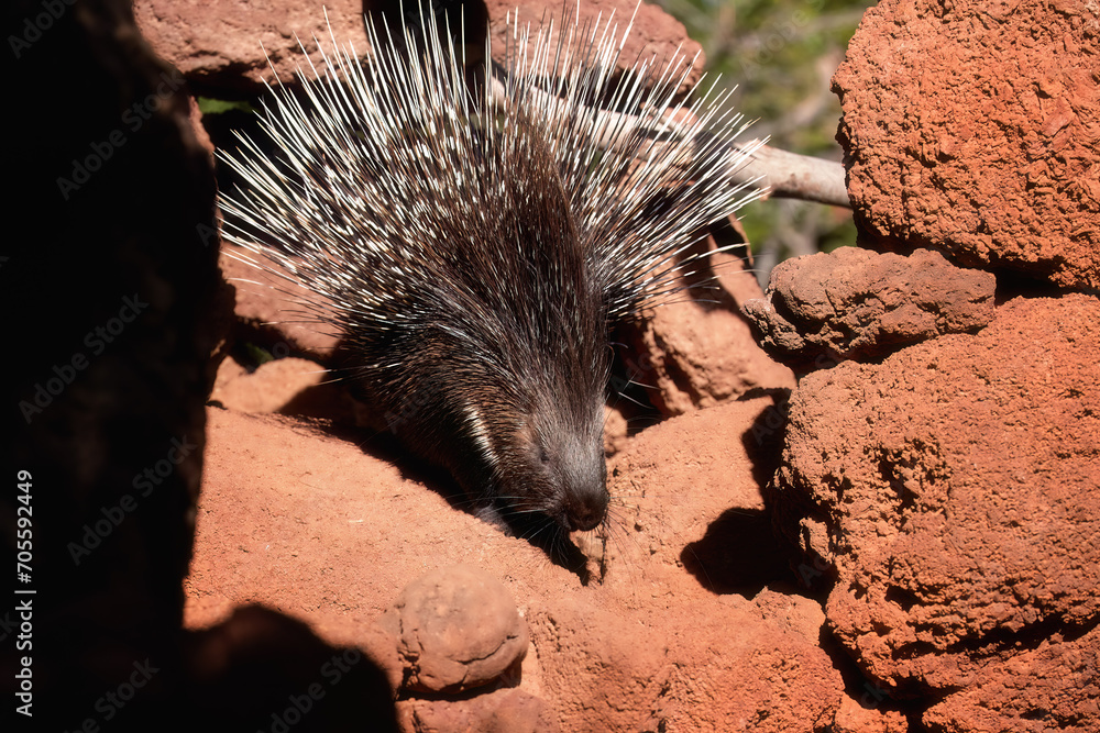 orth African wildlife theme: African Crested Porcupine, Hystrix ...