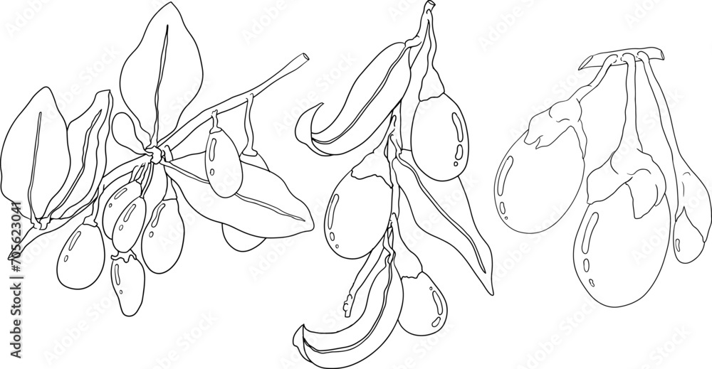 Hand drawn Goji berries. Engraving vector illustration isolated on ...