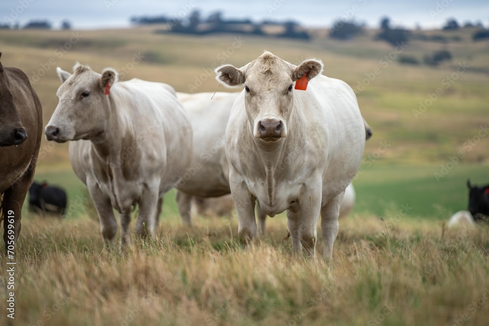 Stud Beef bulls and cows grazing on grass in a field, in Australia ...