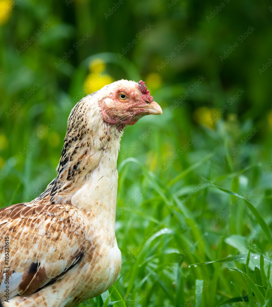 Foto de Índio Gigante, also known as Indian Giant Hen, is a breed of ...