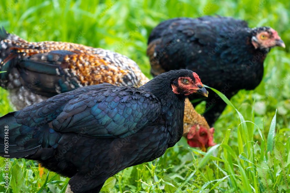 Foto de Chicken (Gallus domesticus) is a domesticated species that ...