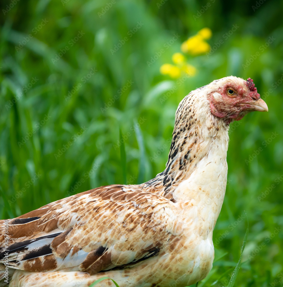 Índio Gigante, also known as Indian Giant Hen, is a breed of domestic ...