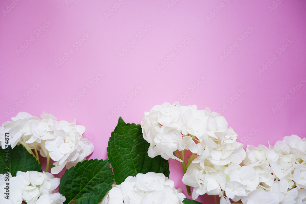 Beautiful white hydrangea flower on pink background. Full blooming ...