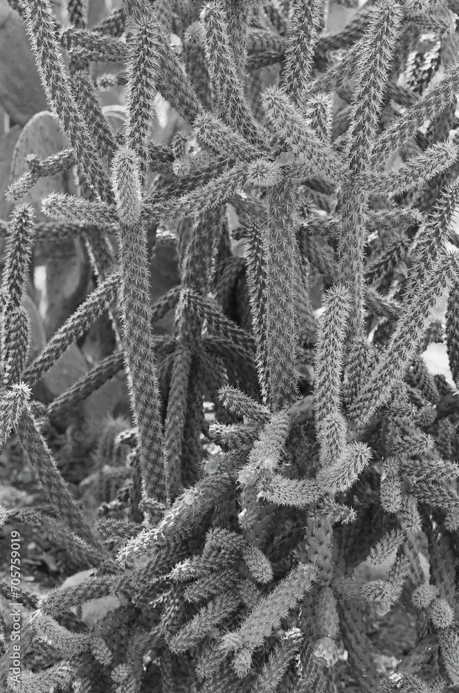 Rhipsalis baccifera Subs. horrida, commonly known as the Mouse Tail ...