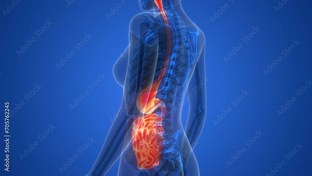 Human Digestive System Stomach with Small Intestine Anatomy Animation ...