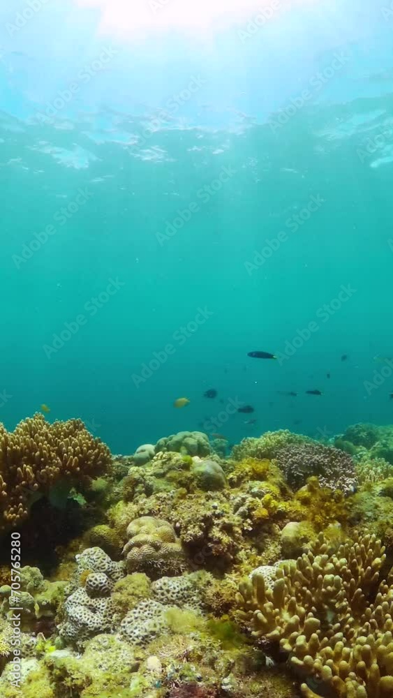 Vidéo Stock Tropical fish and stony coral reefs under the sea ...