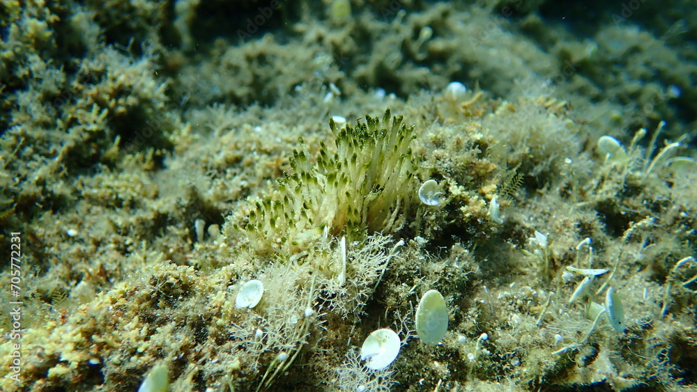 Cyanobacteria marine sludge-weed or brush weed (Symploca hydnoides ...