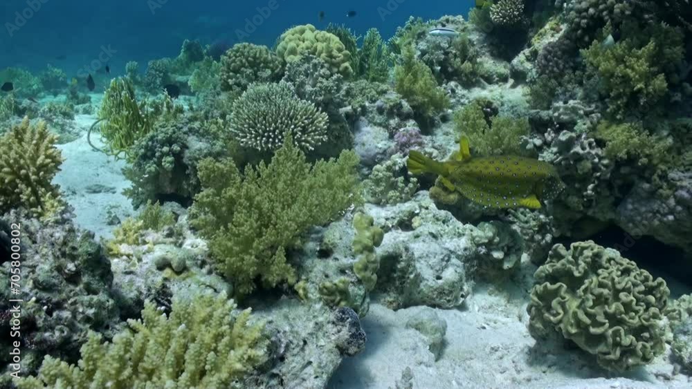 Marine life supported by underwater coral reefs is spectacular ...