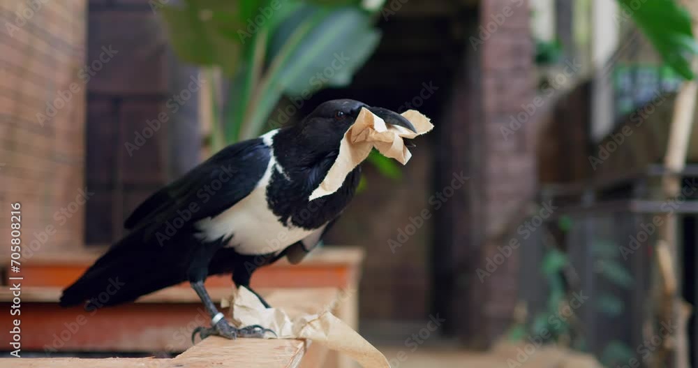 Intelligent magpie pulls paper from trash, carries beak, highlighting ...