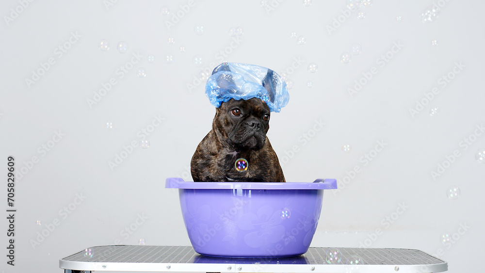 A funny dog of the French bulldog breed takes a bath with foam in a ...