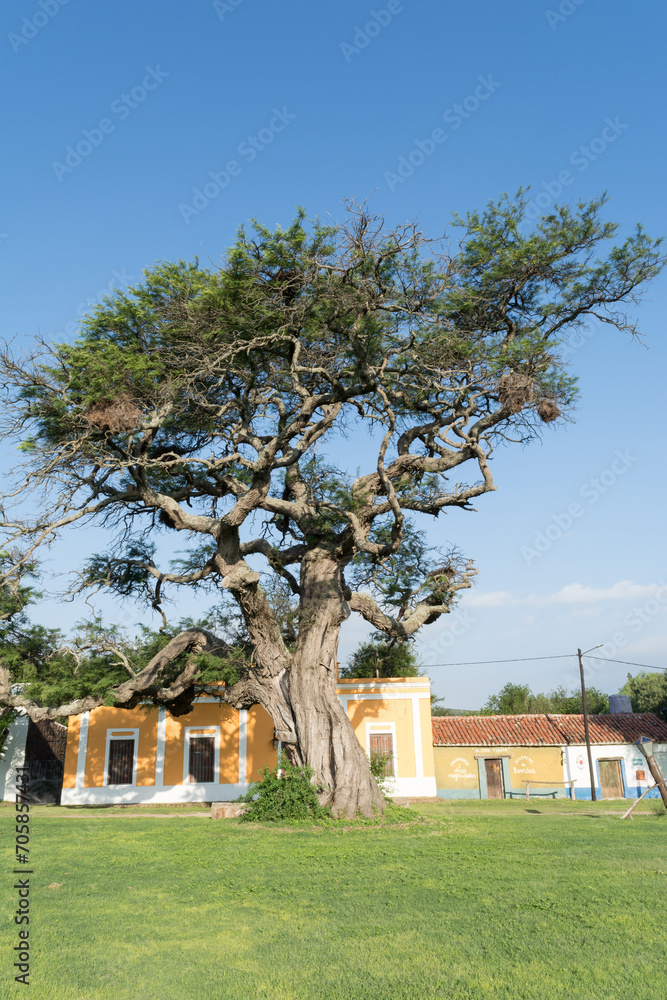 An emblematic 400 year old carob tree located in the main square of the ...