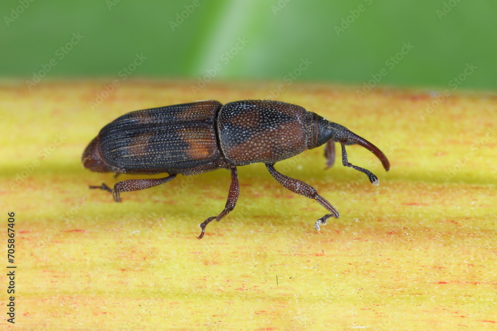Diocalandra frumenti commonly known as the palm weevil borer, the ...