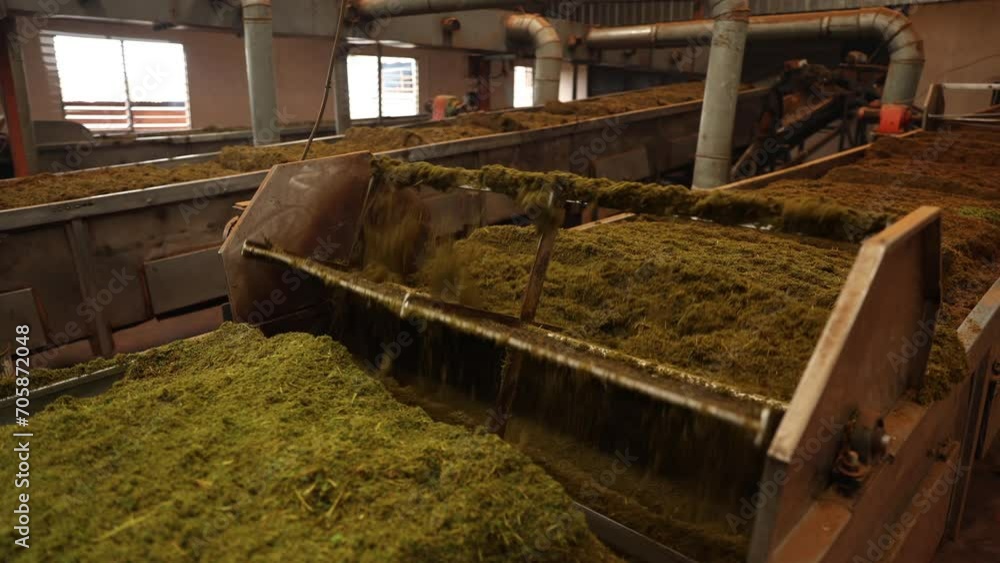 Vidéo Stock Tea production process, tea leaves are dried and turned ...