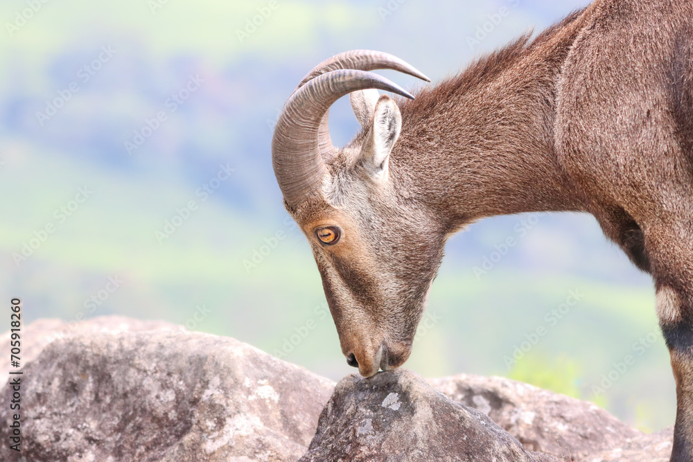 The Nilgiri Tahr, an iconic species inhabiting the majestic Western ...