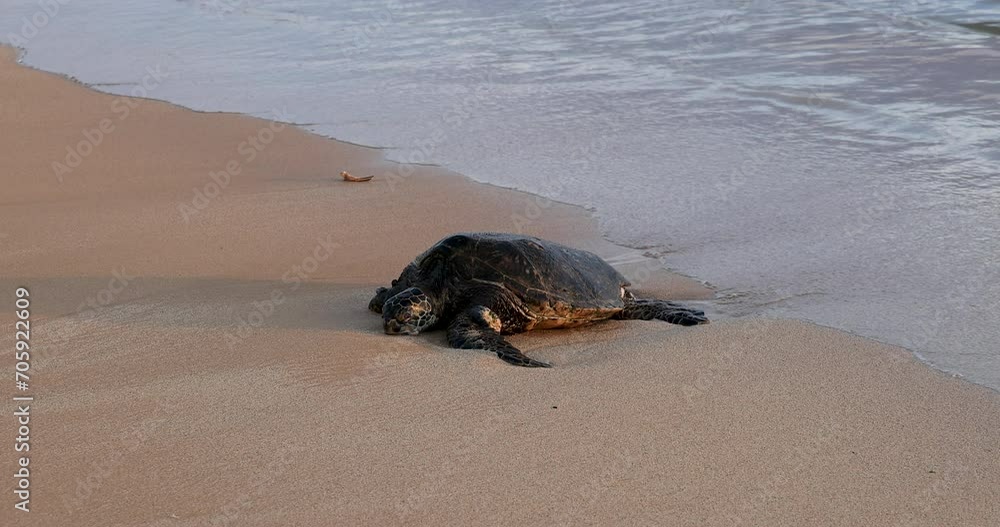 Sea turtle climbs on sandy beach Kauai Hawaii. Kauai Poipu beach, home to sea turtles and Monk ...
