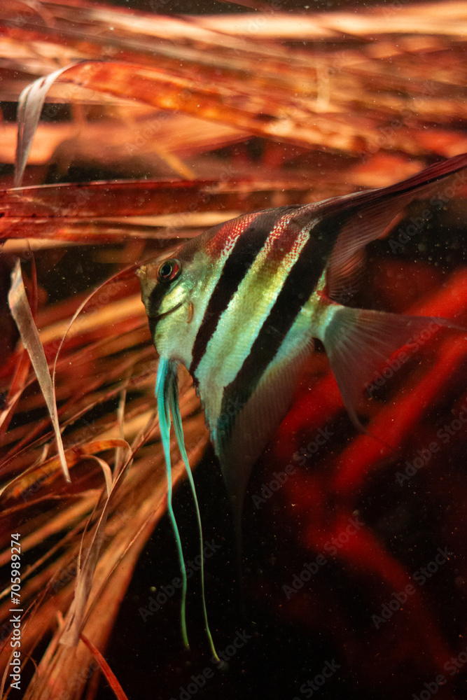 Freshwater aquarium fish, Angelfish from Amazon river, pterophyllum ...
