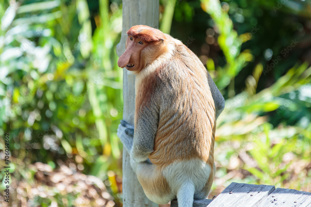 The proboscis monkey (Nasalis larvatus) or long-nosed monkey is a ...