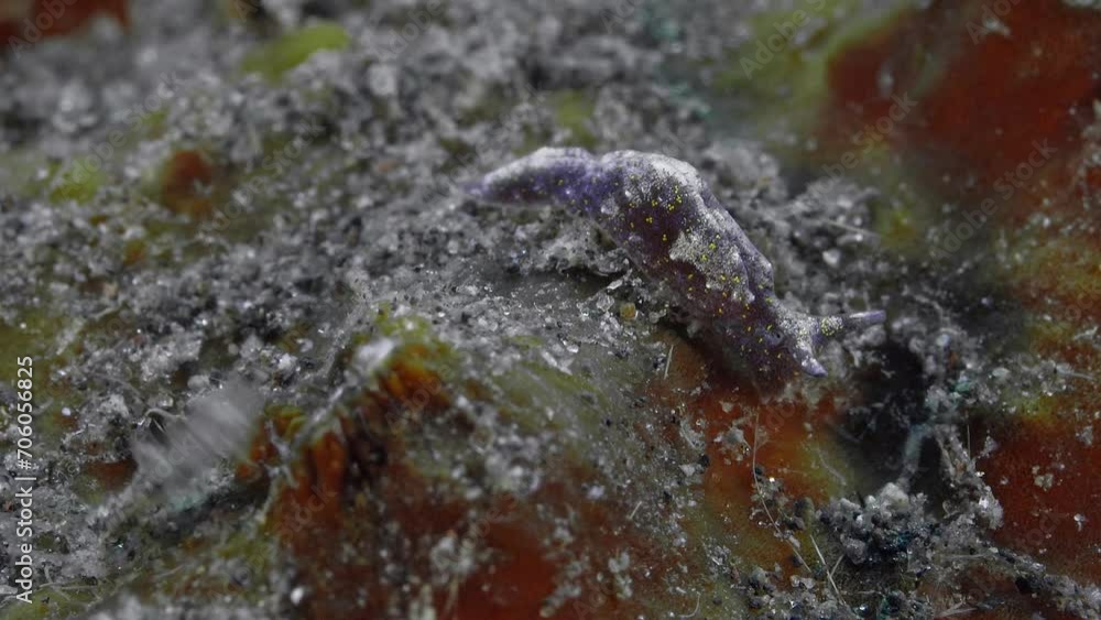 Vidéo Stock A nudibranch crawls along a red sea sponge as the current ...