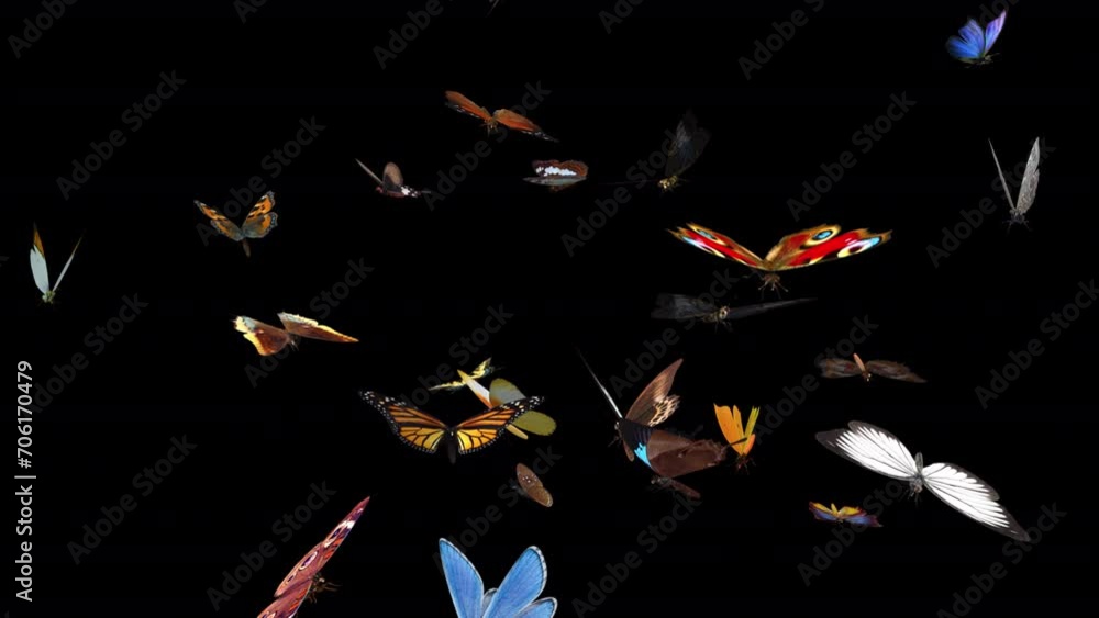 Large Swarm of Colorful Butterflies - Flying Loop CU - II - Realistic ...