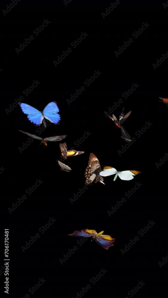 Large Swarm of Colorful Butterflies - Flying Loop CU - II - Realistic ...