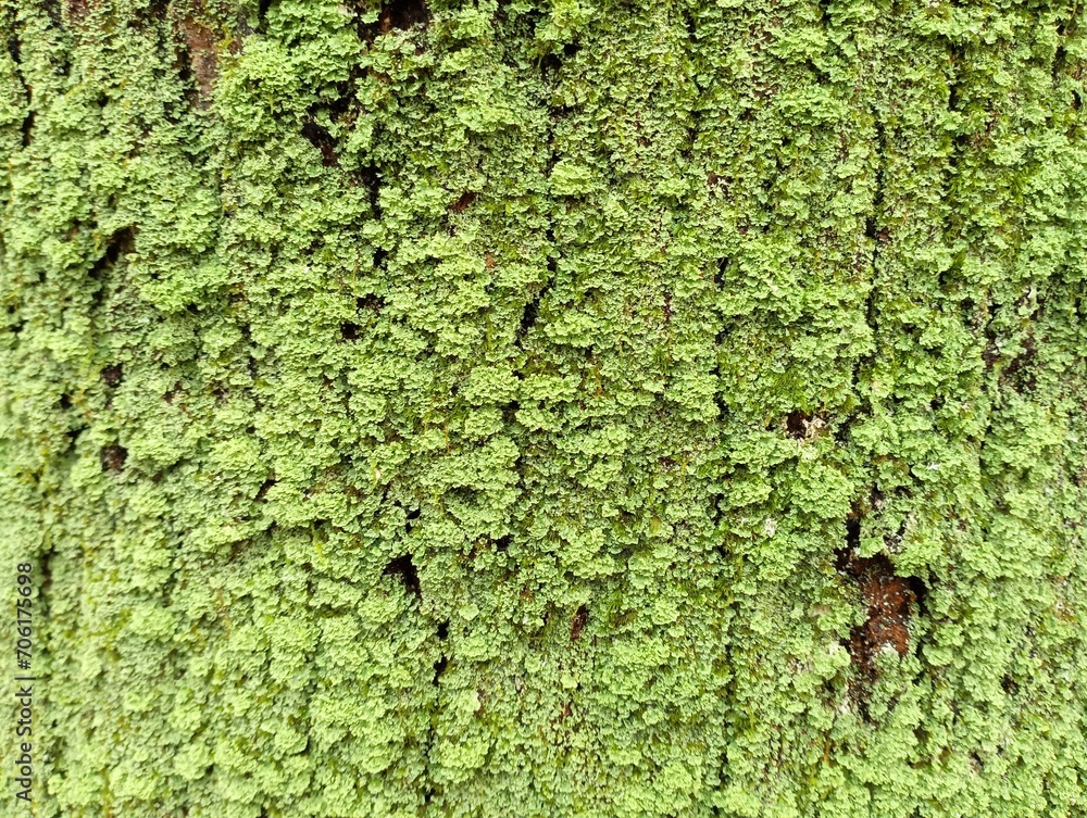 Texture of green moss on the surface of a tree. Natural backgrounds and ...