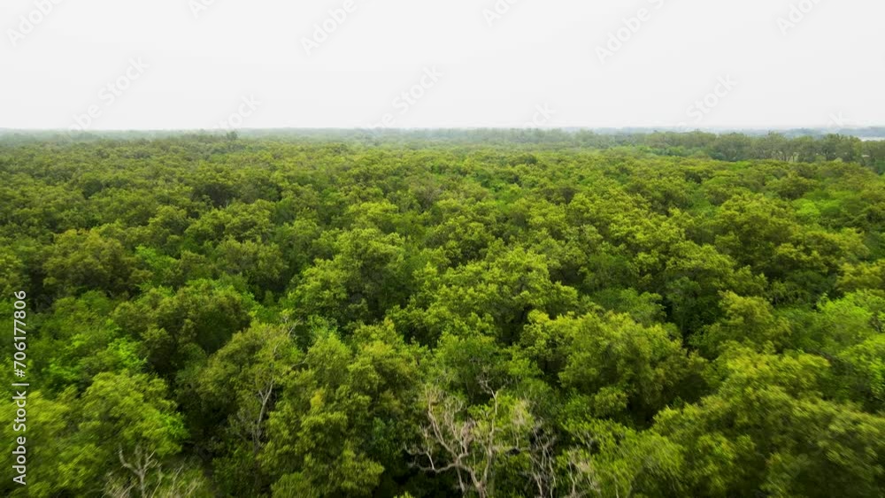 Fly Over Evergreen Tropical Trees In The Amazon Rainforest. Aerial ...