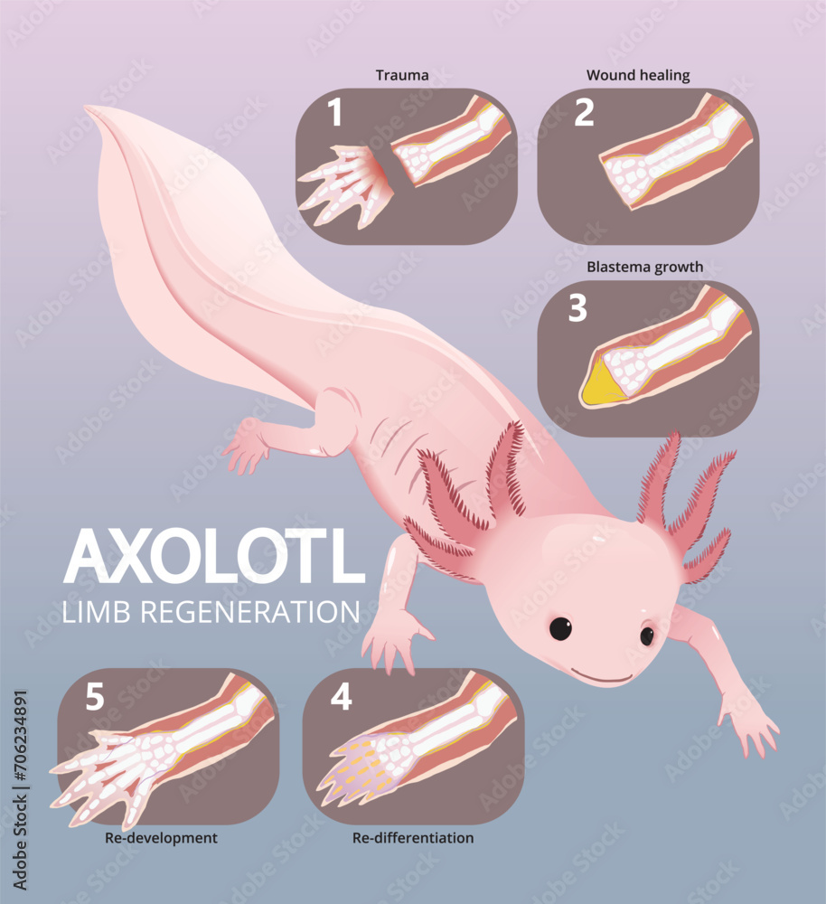 illustration of axolotl limb regeneration infographic Stock Vector ...