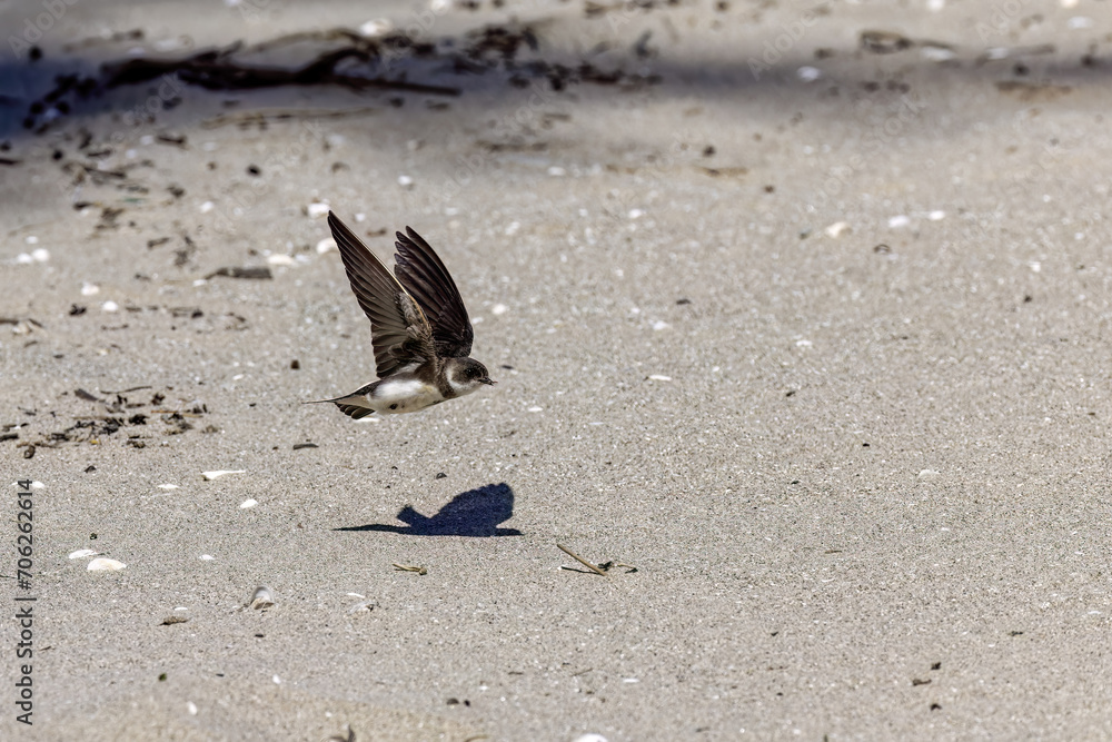 The sand martin (Riparia riparia)in flight. Bird also known as the bank ...