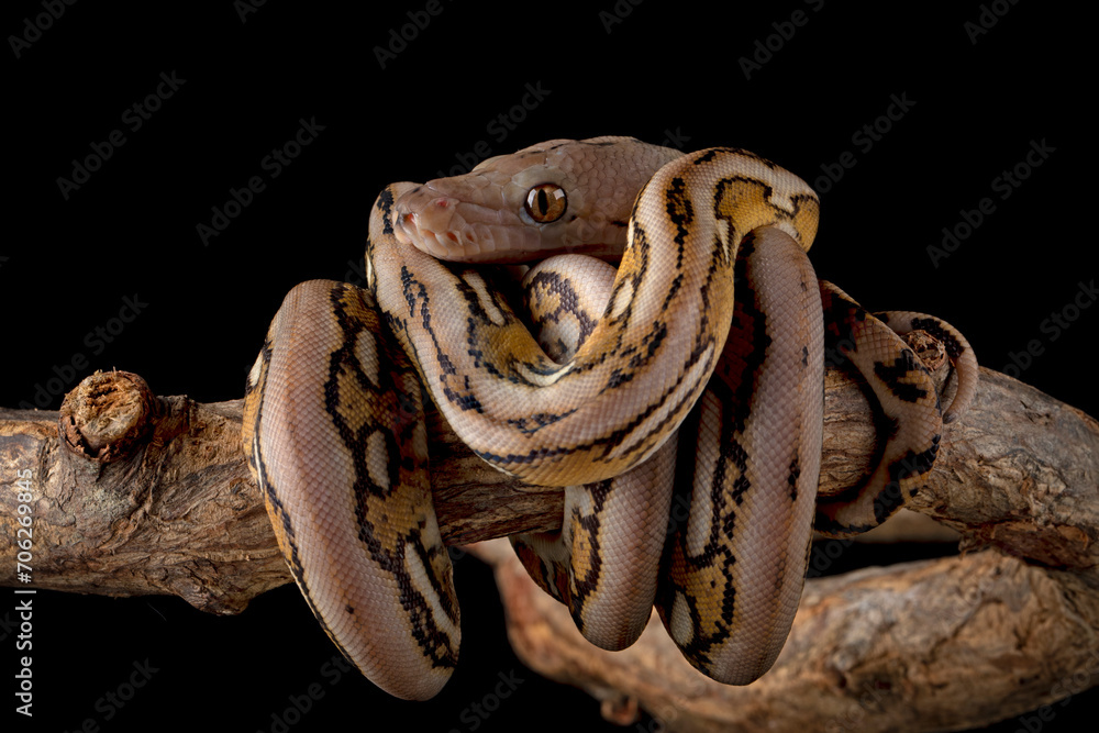 The Reticulated Python (Malayopython reticulatus) is a python species ...