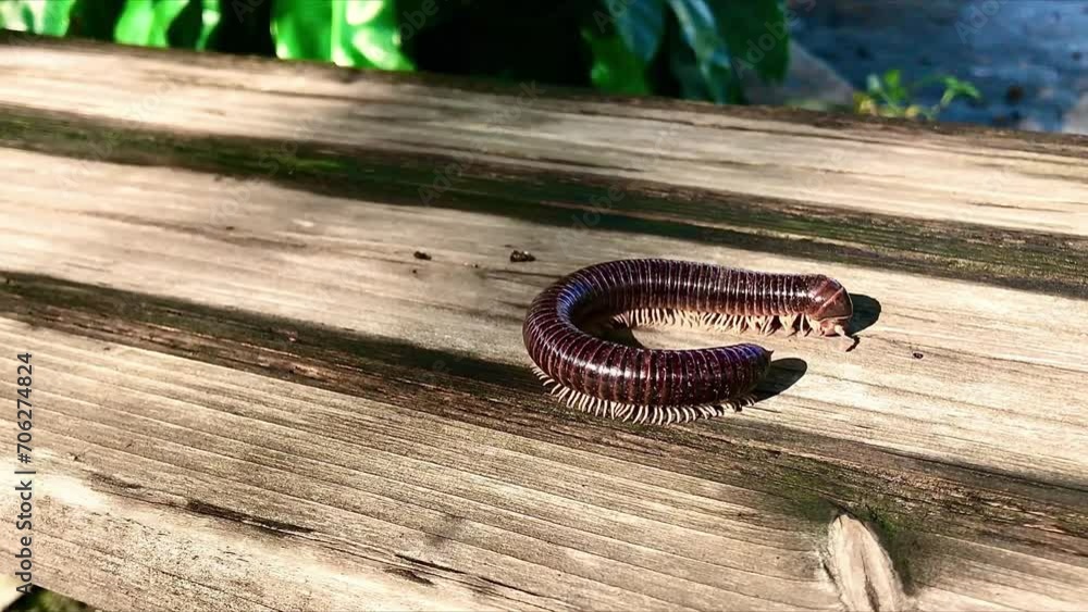 Vidéo Stock Millipedes or luwing, keluwing move on wood. Millipedes are ...