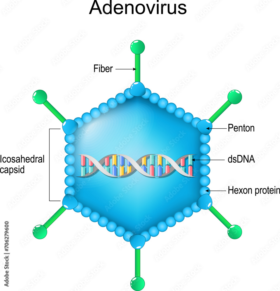 Adenovirus structure. Close-up of a Virion anatomy. Stock Vector ...