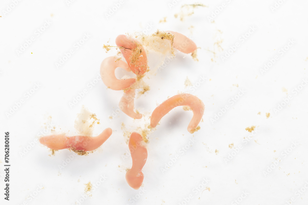 Study of Parasitic helminths (Trematodes) of marine fishes under a ...