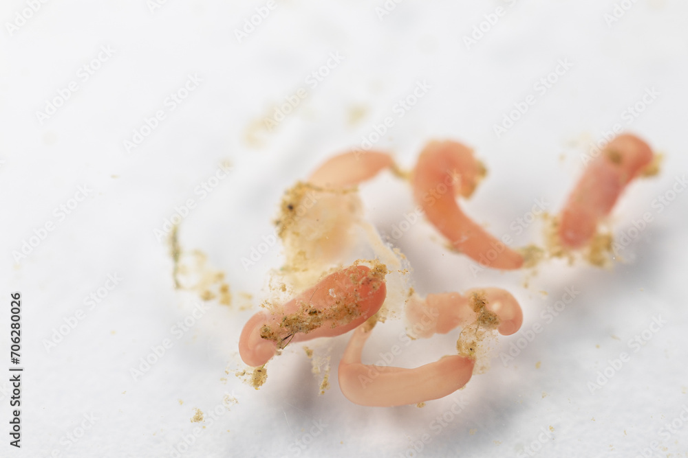 Study of Parasitic helminths (Trematodes) of marine fishes under a ...