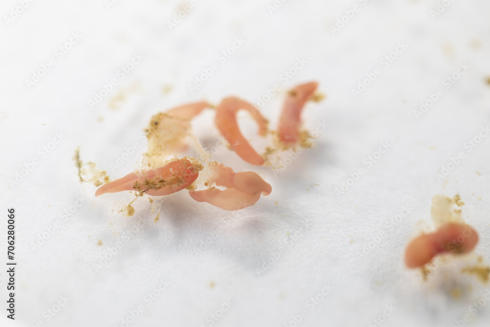 Study of Parasitic helminths (Trematodes) of marine fishes under a ...