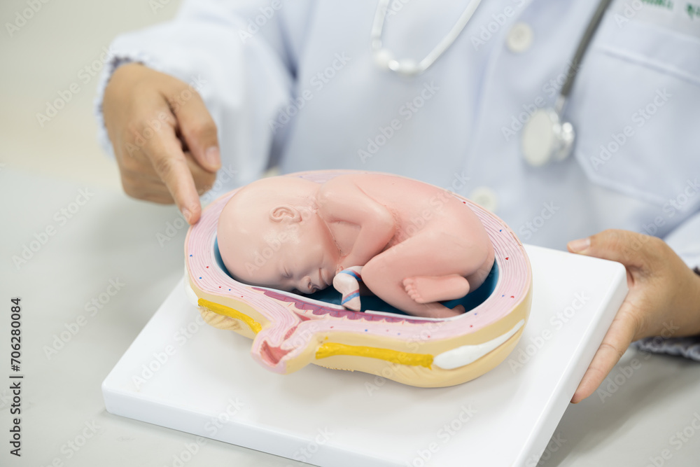 Gynecologist hand pointing anatomy baby model on white background ...