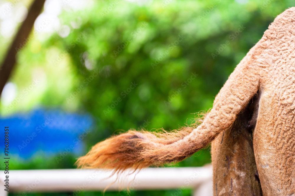 Elephant's Butt, Mammalian Tails and Buttocks, Large Animals, Copy ...