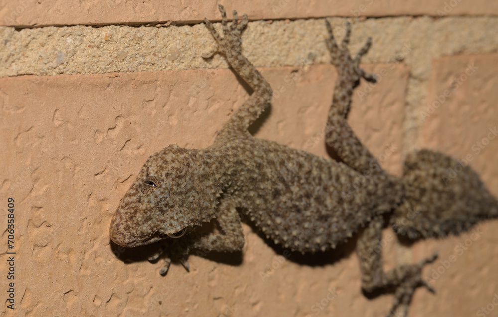 Closeup view of a southern leaf-tailed gecko (also known as a broad ...