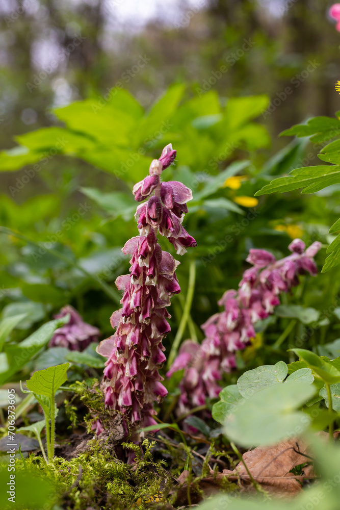 Lathraea squamaria plant is a parasite in the woods of Europe. Pink ...