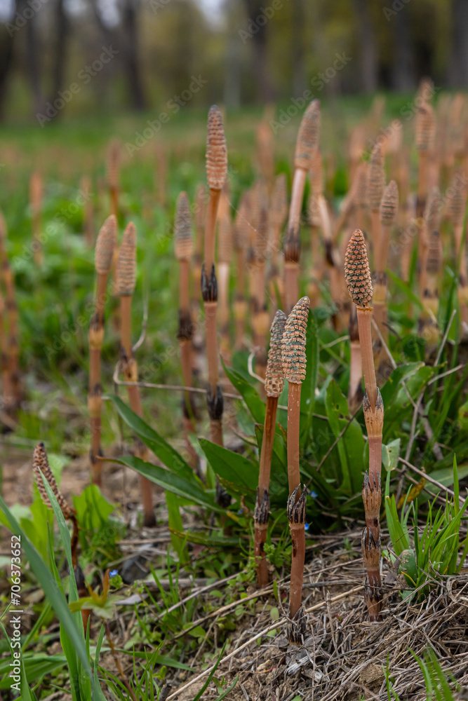 Equisetum arvense, the field horsetail or common horsetail, is an ...