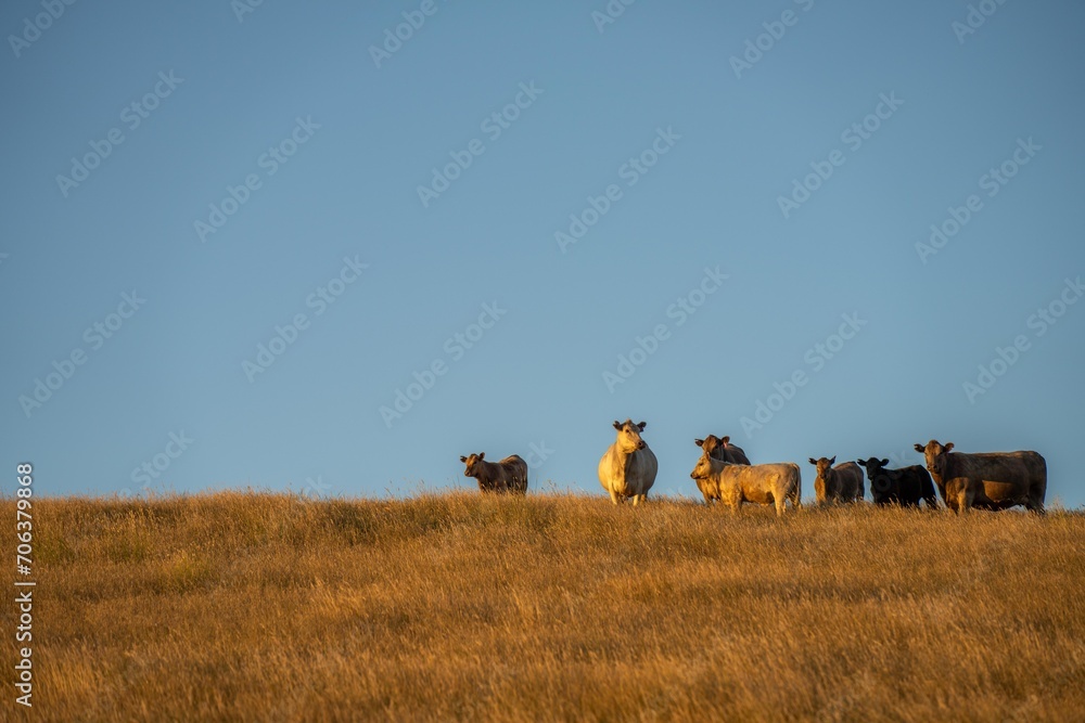 cows in field, grazing on grass and pasture in Australia, on a farming ...