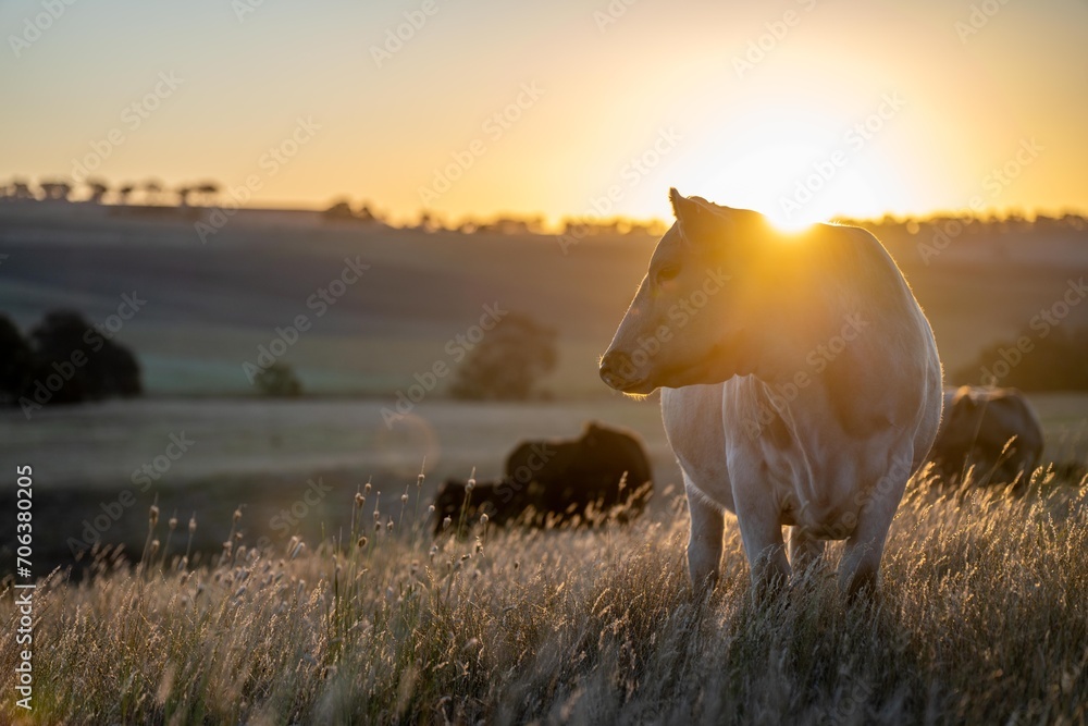 cows in field, grazing on grass and pasture in Australia, on a farming ...